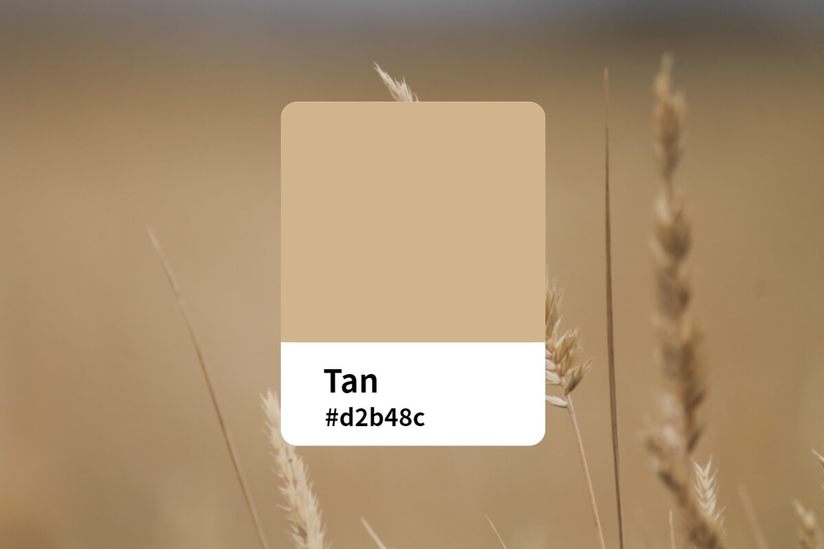 All You Need To Know About Tan Color An Ultimate Guide