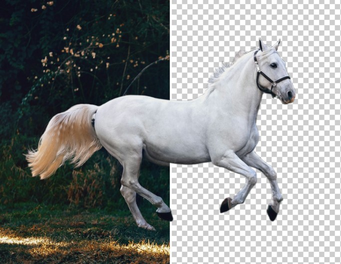 Créateur de fond transparent : Créer une image sans fond en ligne | Fotor