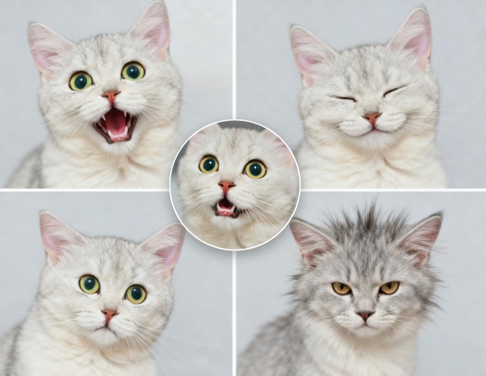 Photo Grid Maker Online for Free | Fotor