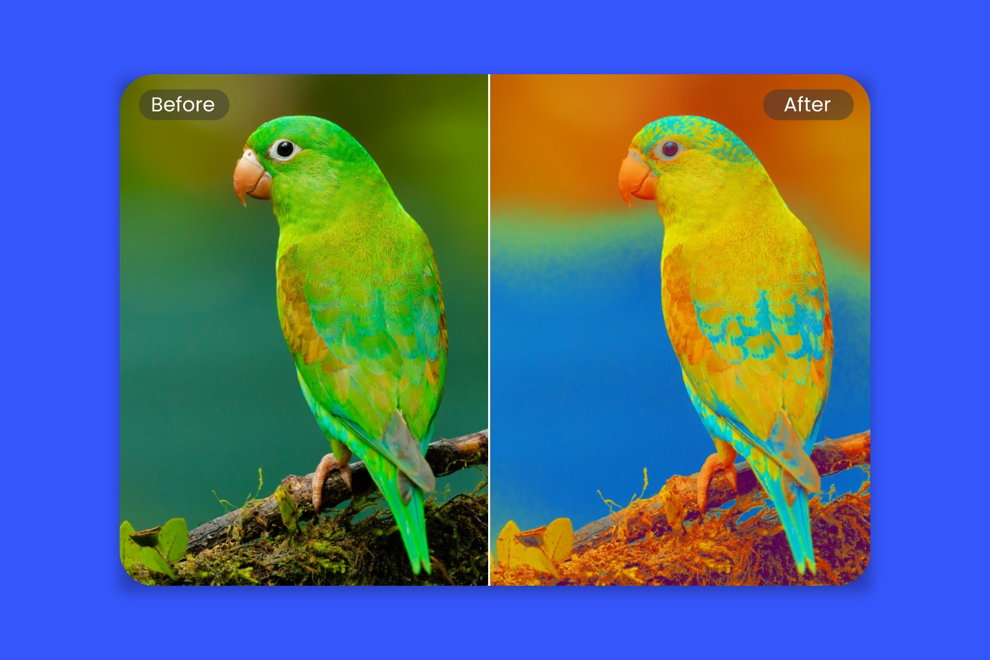 Add Thermal Filter to Photos with Thermal Art Creator | Fotor